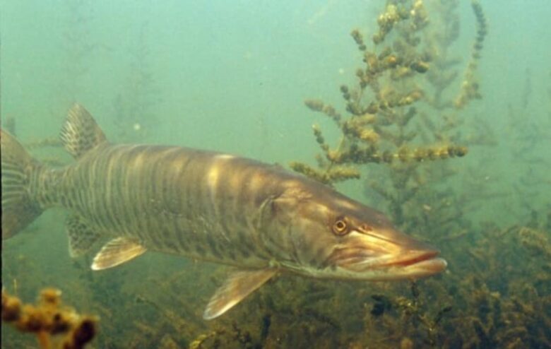 Musky Rod And Reel Setup - Catfish Sutton