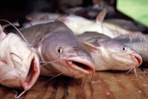 The Different Types Of Catfish - Catfish Sutton