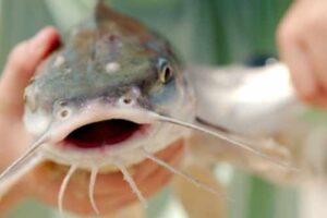 Can Catfish Sting You? - Catfish Sutton