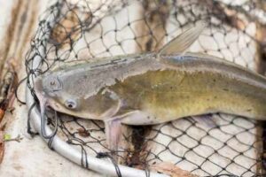 Do Catfish Have Bones? - Catfish Sutton