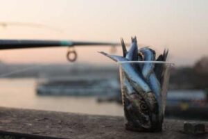 Best Bait For Flathead Catfish 2023/2023 – Buyer’s Guide - Catfish Sutton