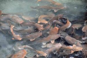 When Do Catfish Spawn? - Catfish Sutton