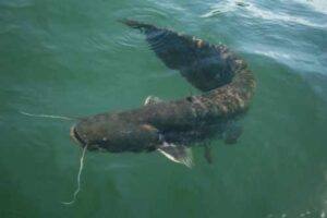 Where Do Catfish Live? - Catfish Sutton